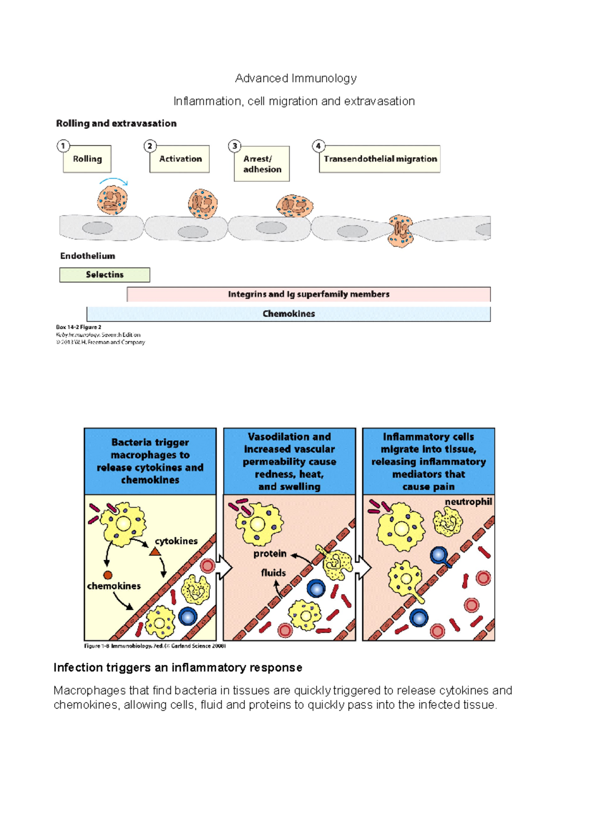 Extravasation Lecture 1 - Advanced Immunology Inflammation, cell ...