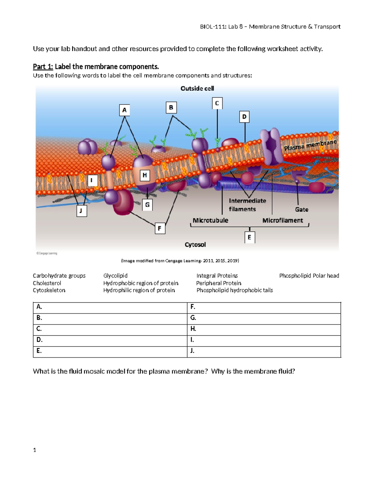 BIOL-111 Lab 8 Membrane Structure & Transport Worksheet - Use your lab ...