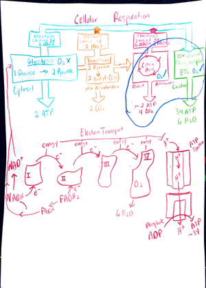Lichen Lab Report - Lichen Growth in Relation to Sunlight Intensity ...