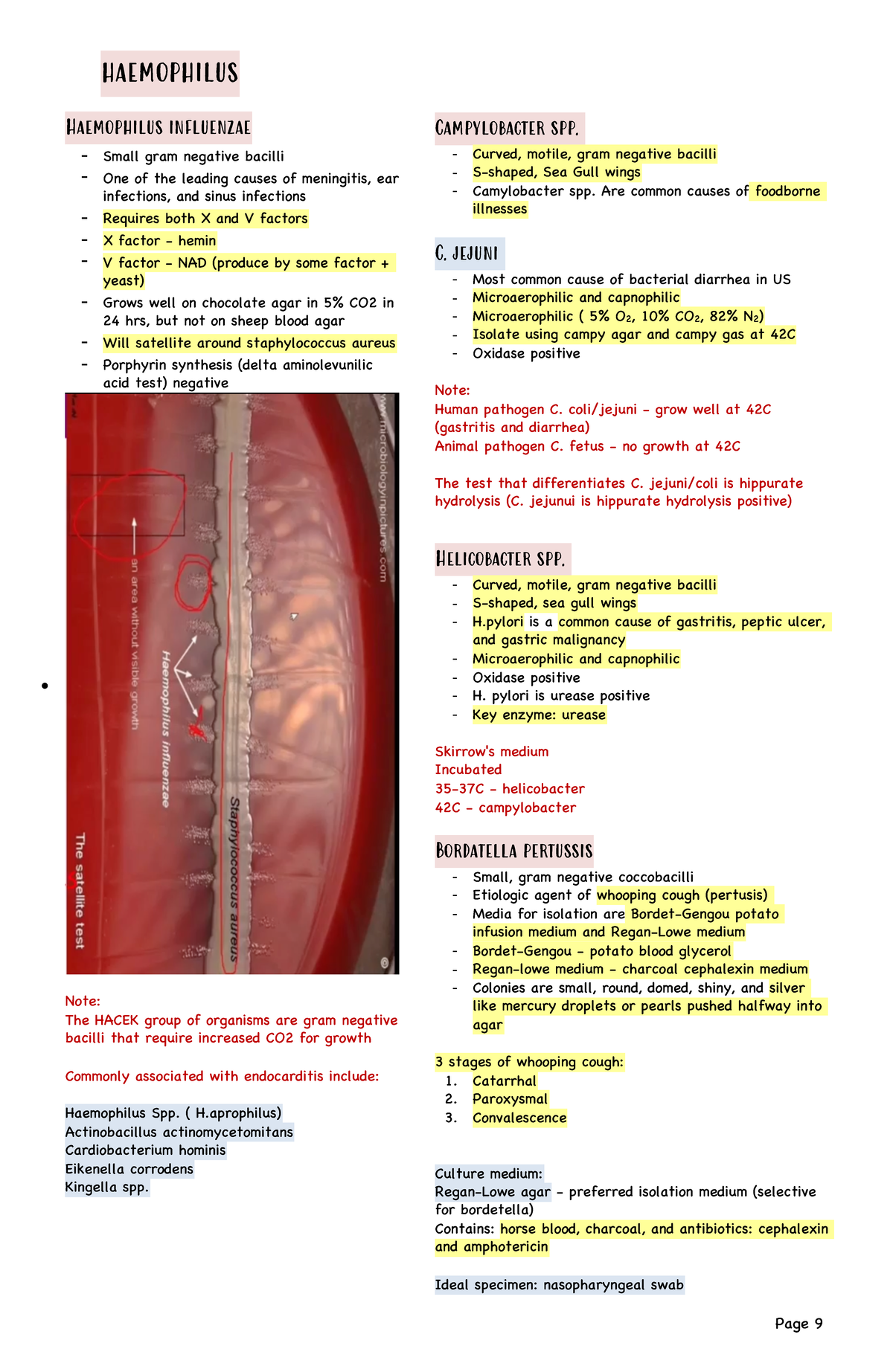 Haemophilus lecture notes - Haemophilus influenzae - Small gram ...