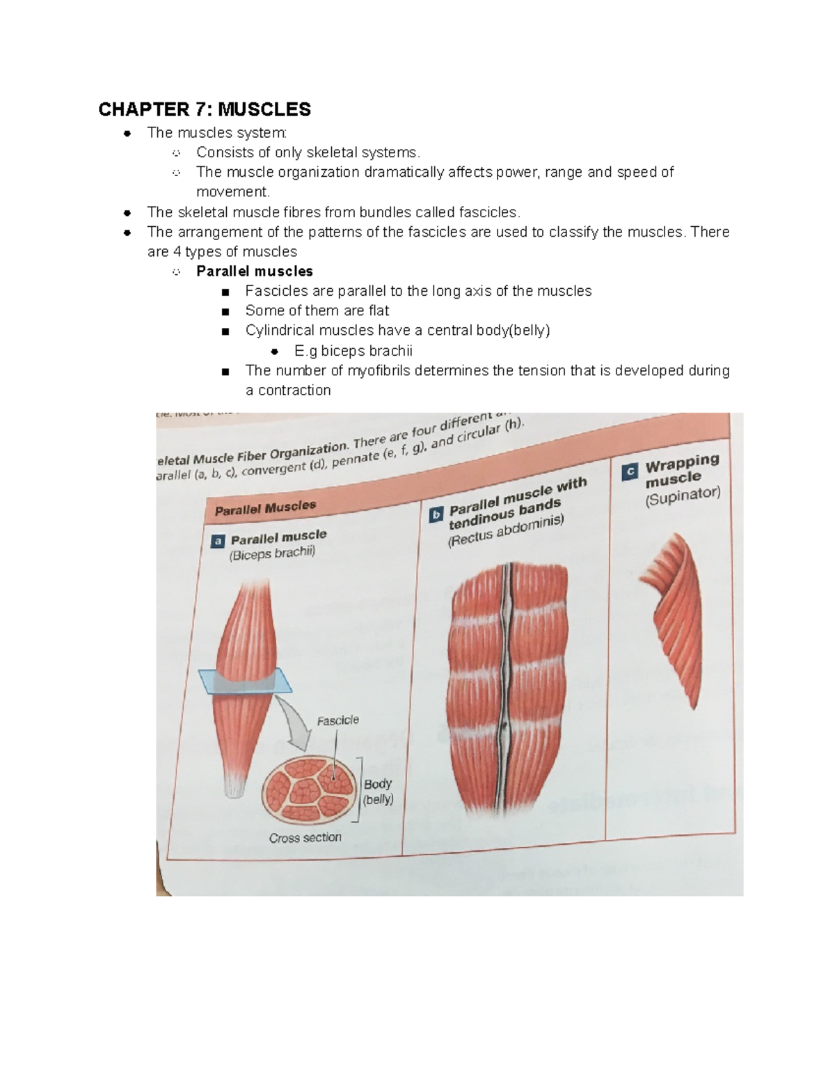 Chapter 7 Muscles - Lecture notes 7 - CHAPTER 7: MUSCLES The muscles ...