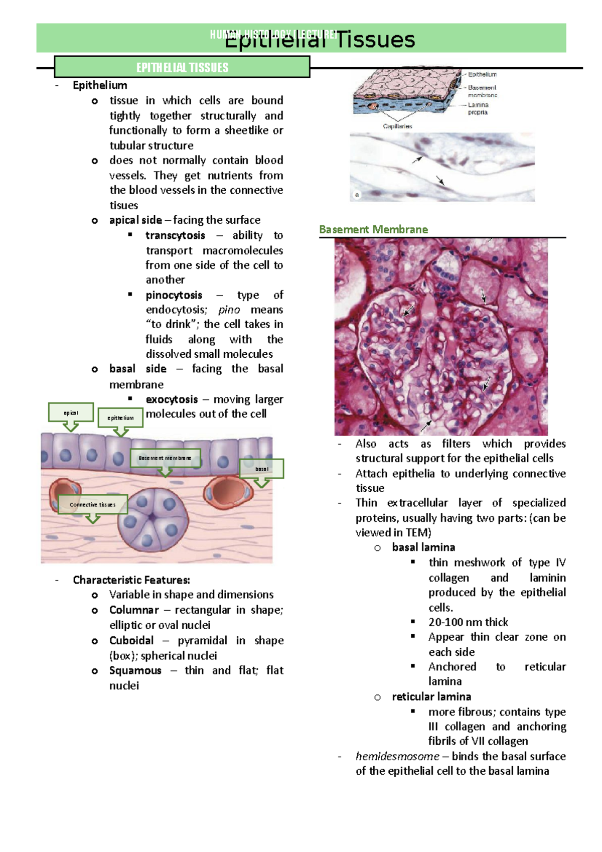 Lecture 2. Epithelial Tissues - Epithelium o tissue in which cells are ...