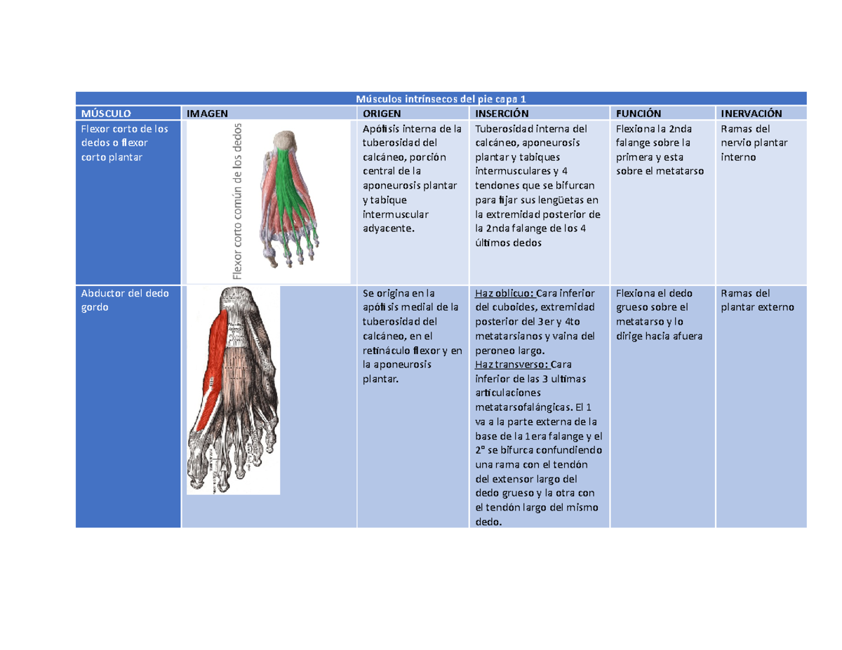 Musculos del pie de humanos - Músculos intrínsecos del pie capa 1 ...