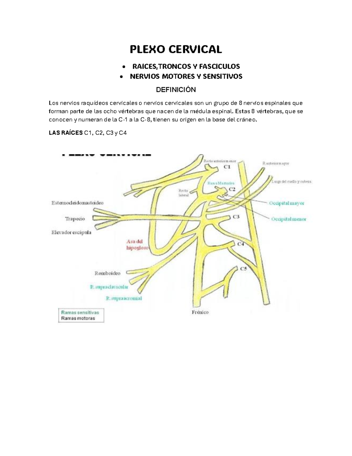 Plexo Cervical Y Braquial - PLEXO CERVICAL • RAICES,TRONCOS Y ...