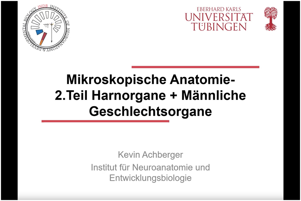 Harnorgane+mänliche geschechtorgane 2 - Histologie & Anatomie - Studocu