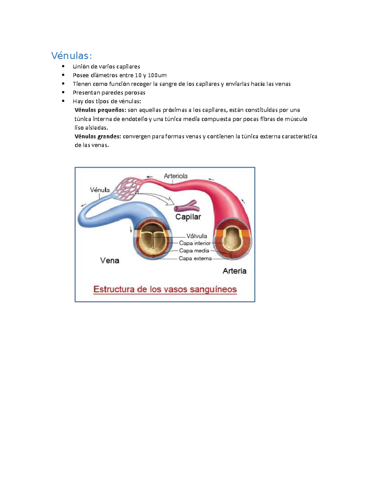 Vénulas y venas - ... - Vénulas: Unión de varios capilares Posee ...