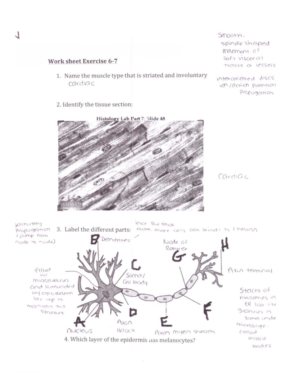 A&P I Lab- Exercise 6-7 - BIOL 3455 - Studocu