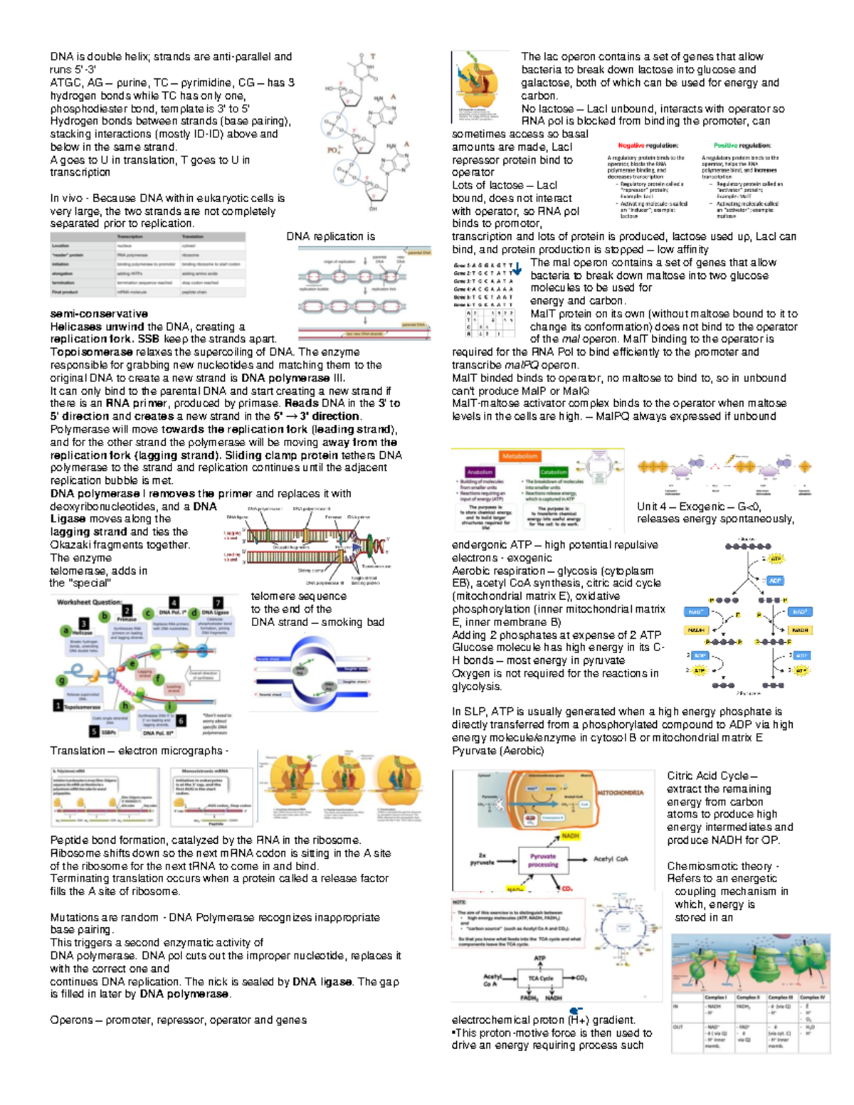 Bio 112 final cheat sheet - DNA is double helix; strands are anti ...