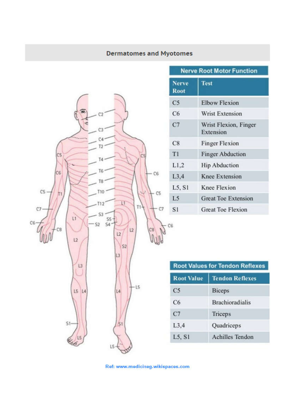 Dermatomes and myotomes - Studocu