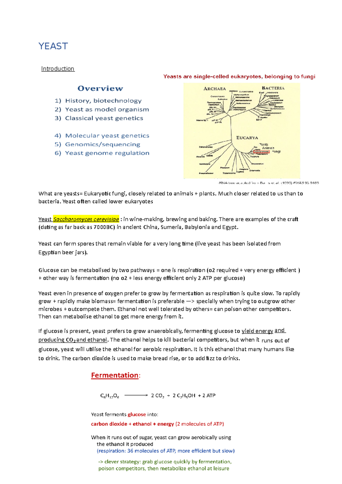 Yeast (good lecture notes) - YEAST Introduction What are yeasts ...