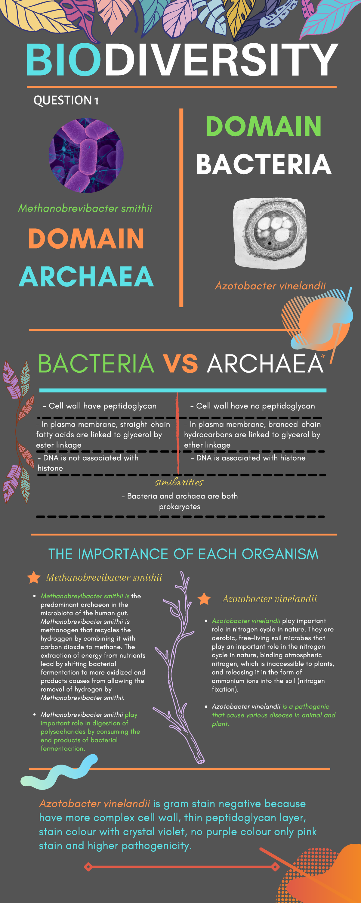 The Biodiversity asignment - BIODIVERSITY BACTERIA VS ARCHAEA ...