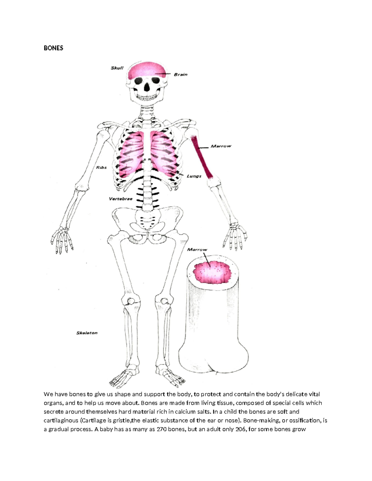 Human skeletal system - BONES We have bones to give us shape and ...