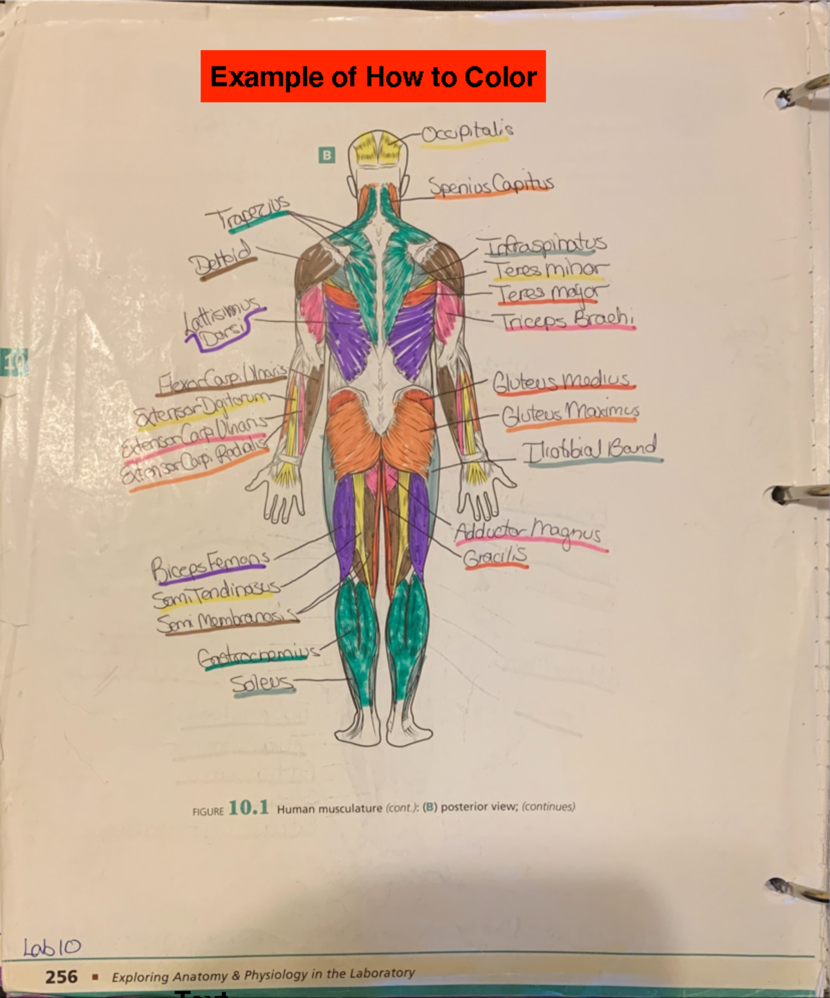 Muscle Color Example - notes - NUR1020 - Studocu
