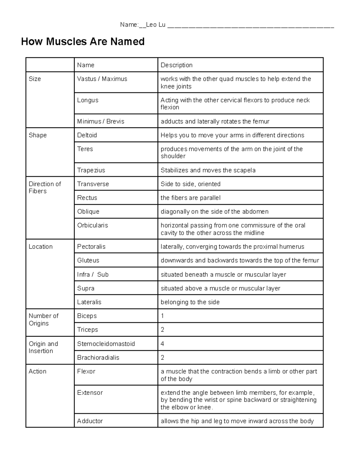 1.15.52 Magic Muscles - assignment - Name:__Leo Lu