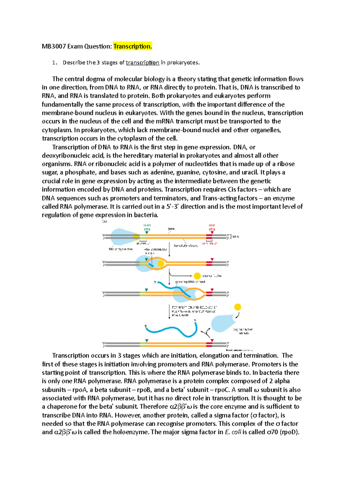 MB3007 Exam Question Transcription - Describe the 3 stages of ...
