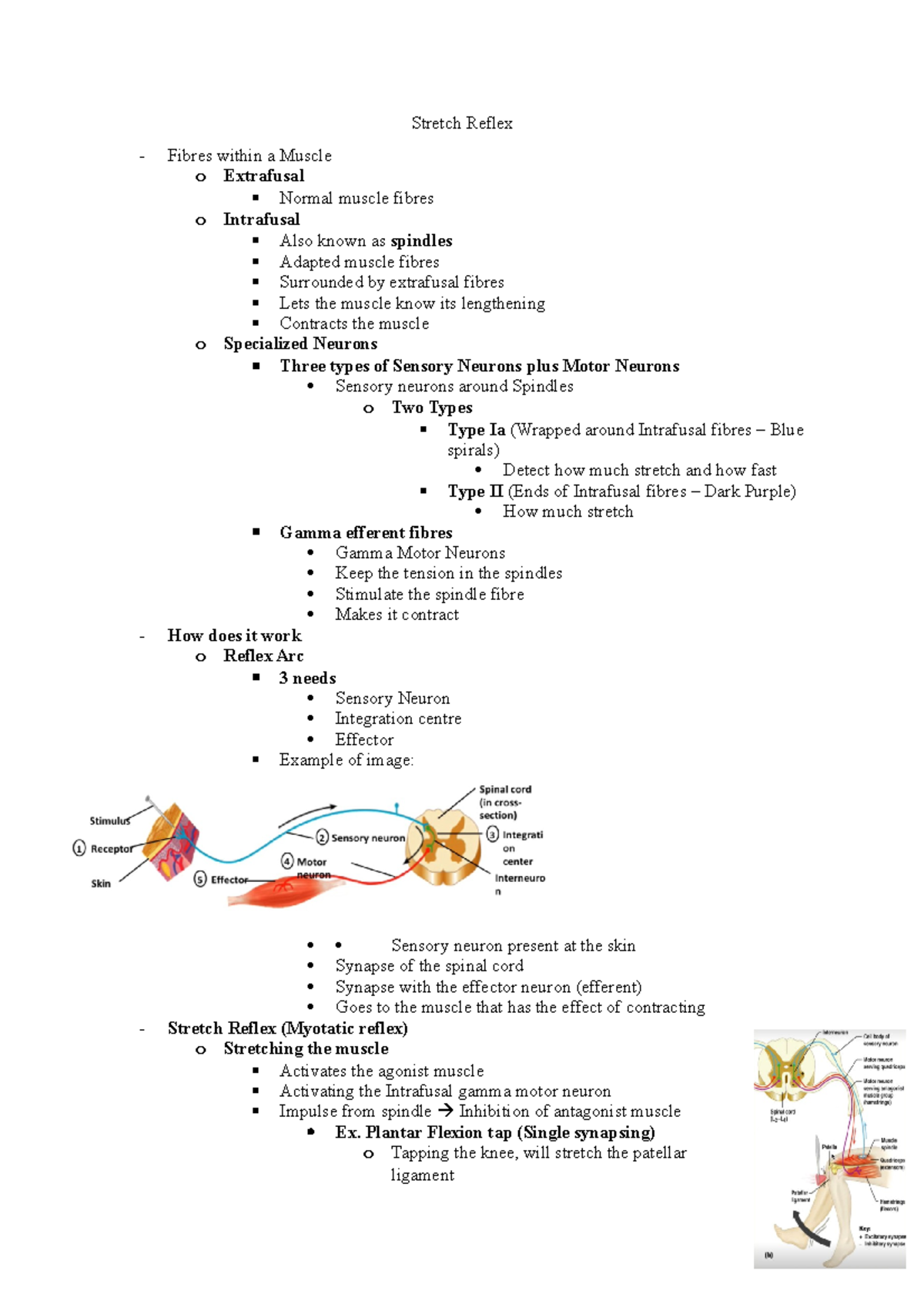Stretch Reflex - Lecture notes 9 - Stretch Reflex - Fibres within a ...