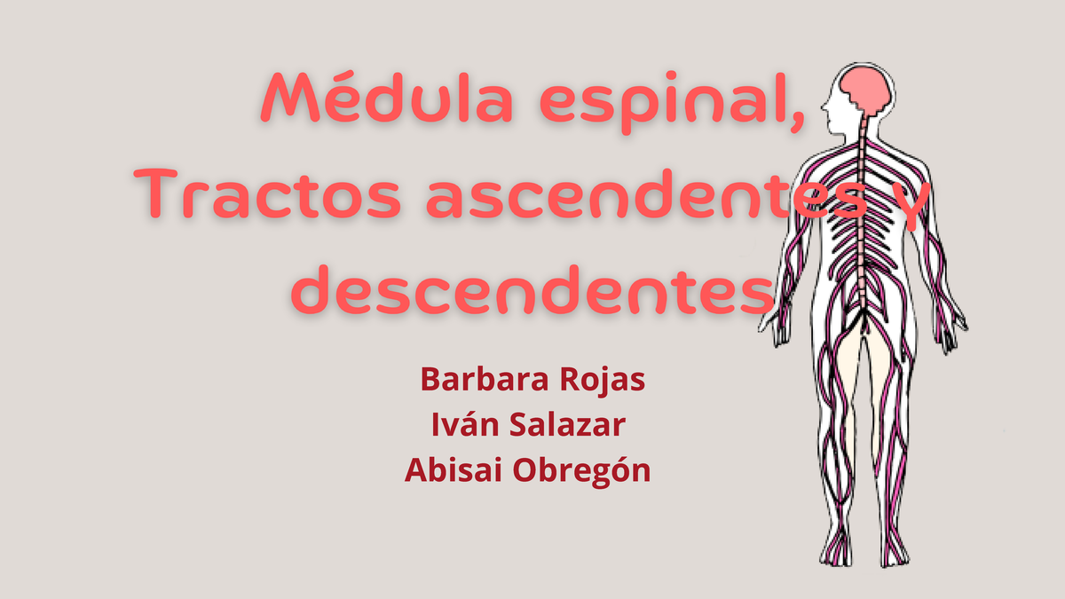 Médula espinal, Tractos ascendentes y descendentes - Barbara Rojas Iván ...