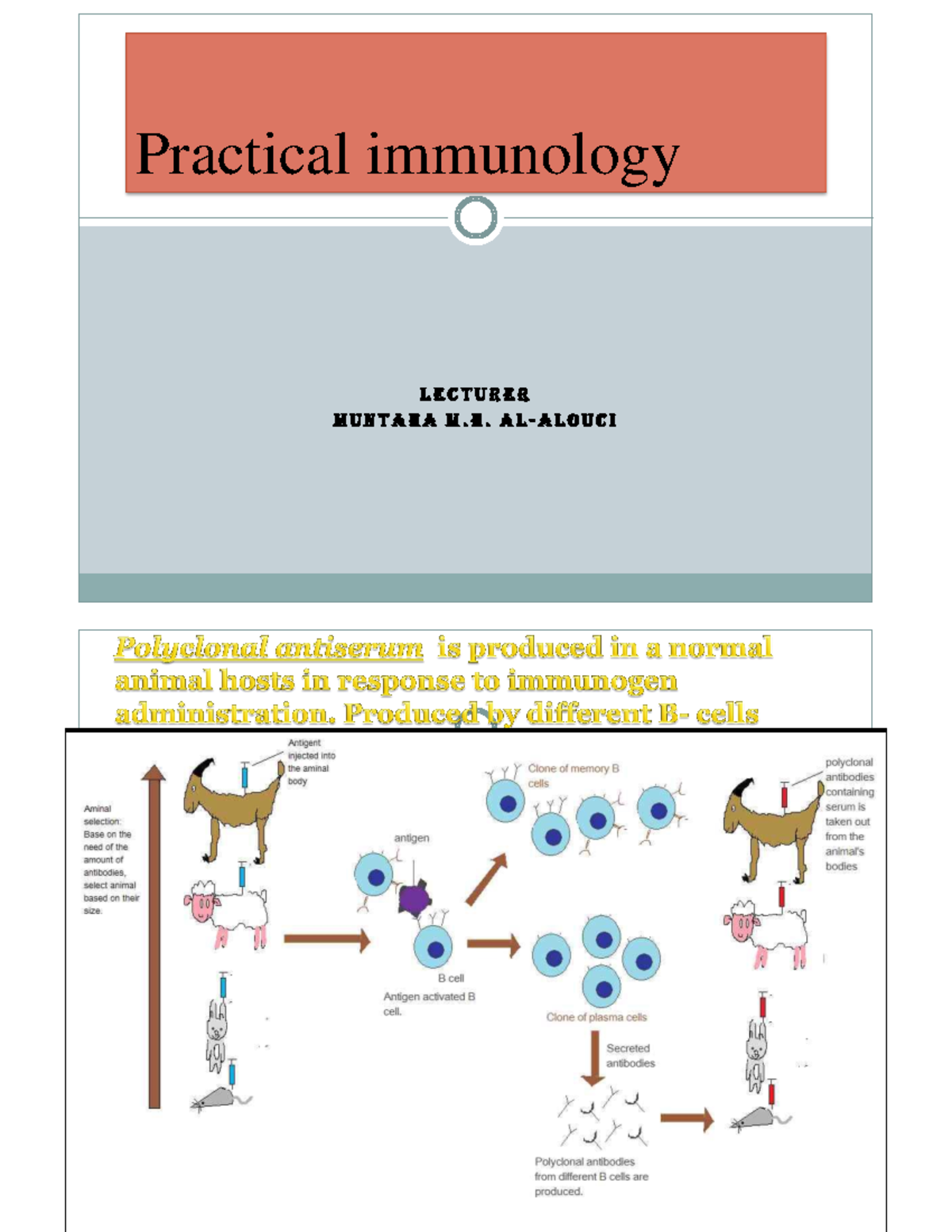 Practical immunology - L E C T U R E R M U N T A H A M. H. A L - A L O ...