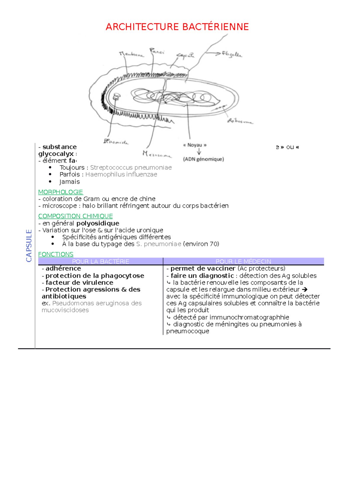 Architecture Bacté Rienne - ARCHITECTURE BACTÉRIENNE CAPSULE substances ...