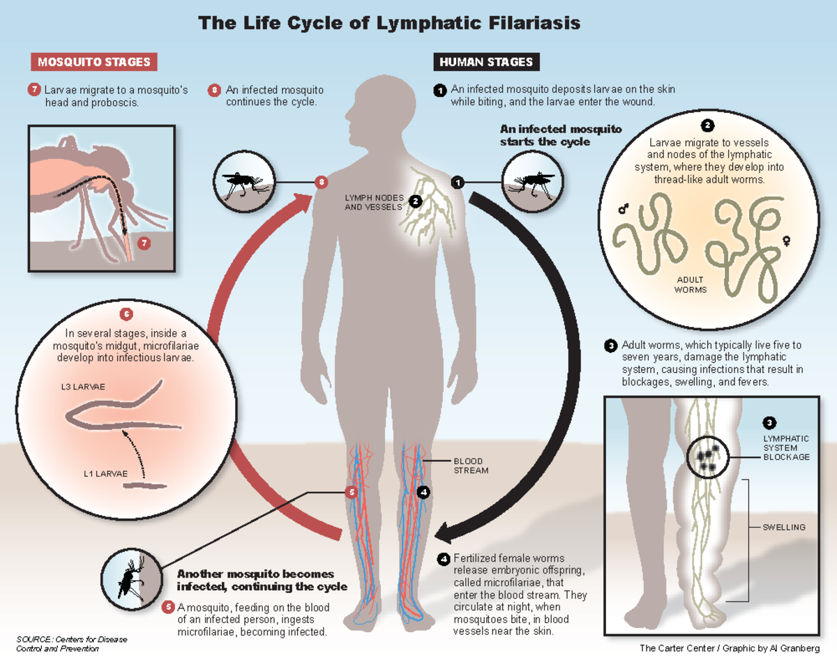 Lymphatic filariasis-life cycle - LYMPH NODES AND VESSELS BLOOD L1 ...