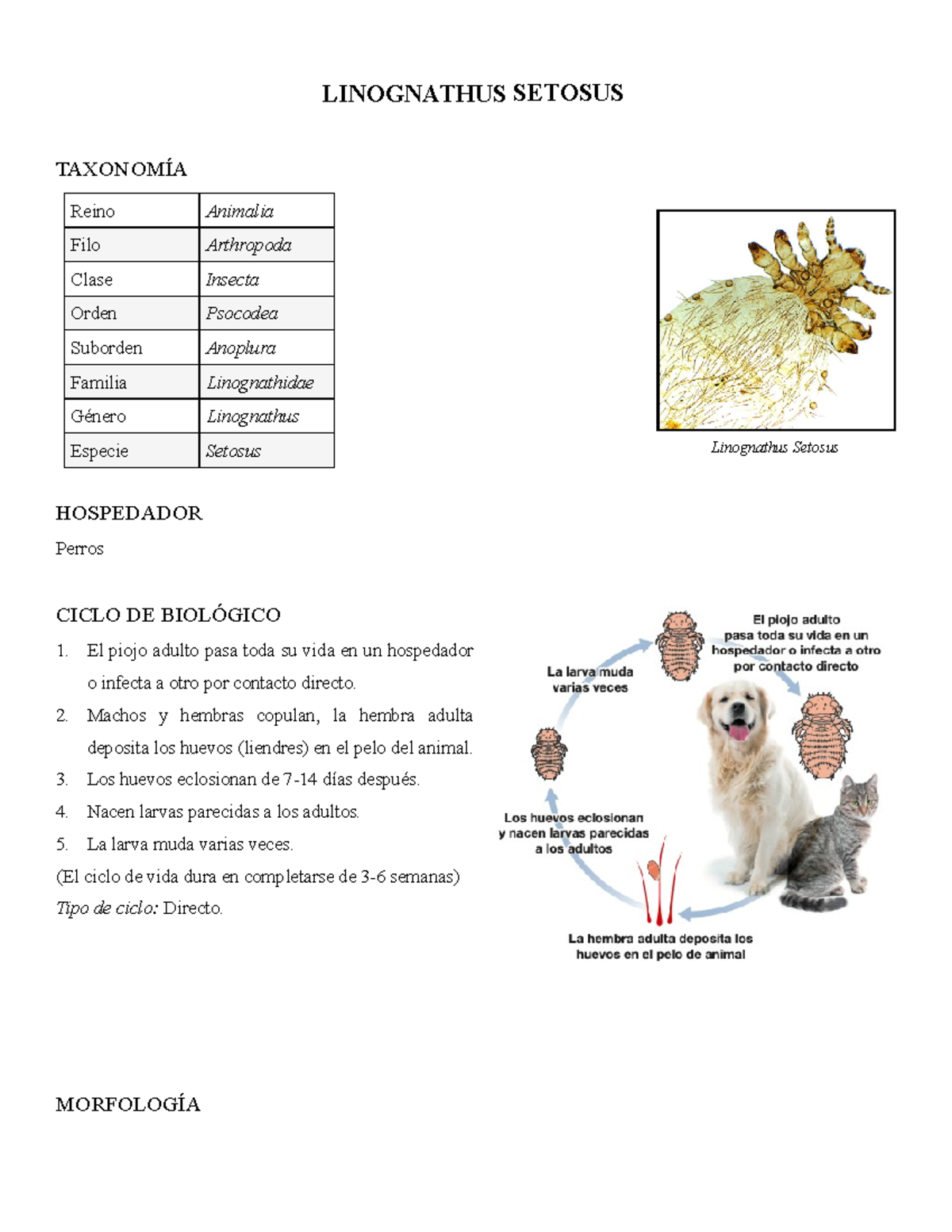 Linognathus Setosus- Perro - LINOGNATHUS SETOSUS TAXONOMÍA Reino ...