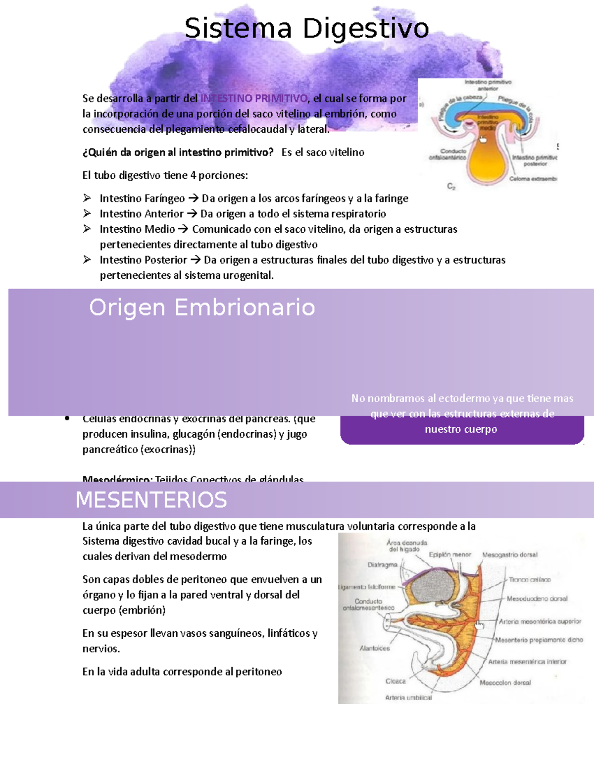 Embrio Sistema Digestivo - Se desarrolla a partir del INTESTINO ...