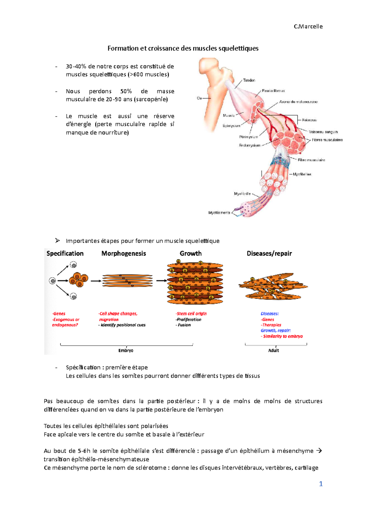 Formation et croissance des muscles squelettiques - Une fois la cellule ...