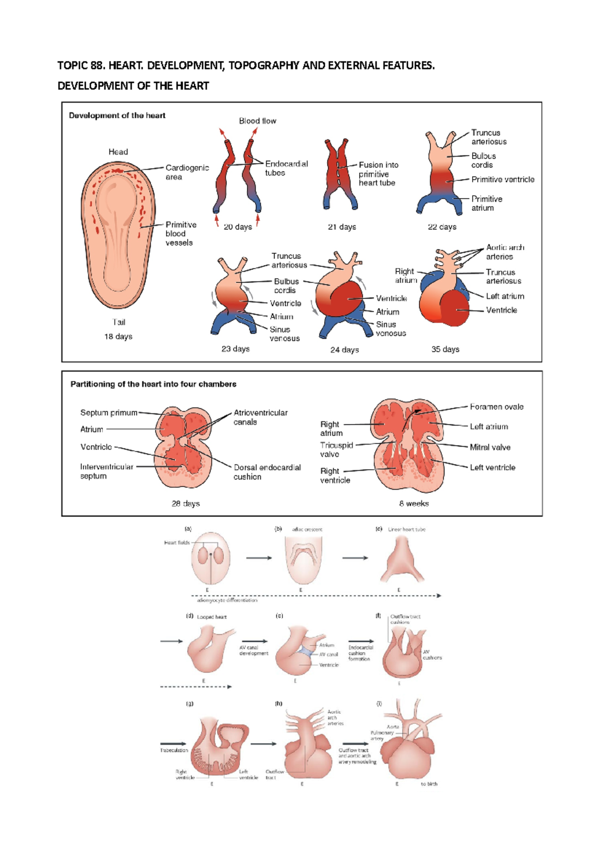 Topic 88. Heart. Development, Topography AND External Features - TOPIC ...