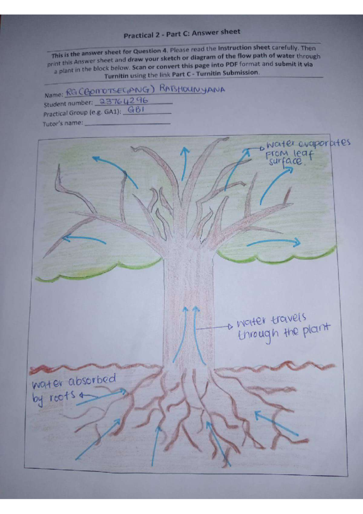 BOT 161 Part C - Practical 2 Part C: Answer sheet is the answer sheet ...