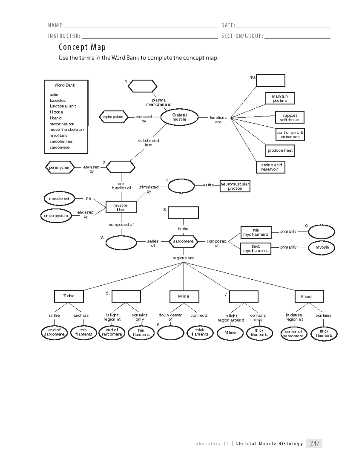 Laboratory 12 - Concept Map - L a b o r a t o r y 1 2 | S k e l e t a l ...
