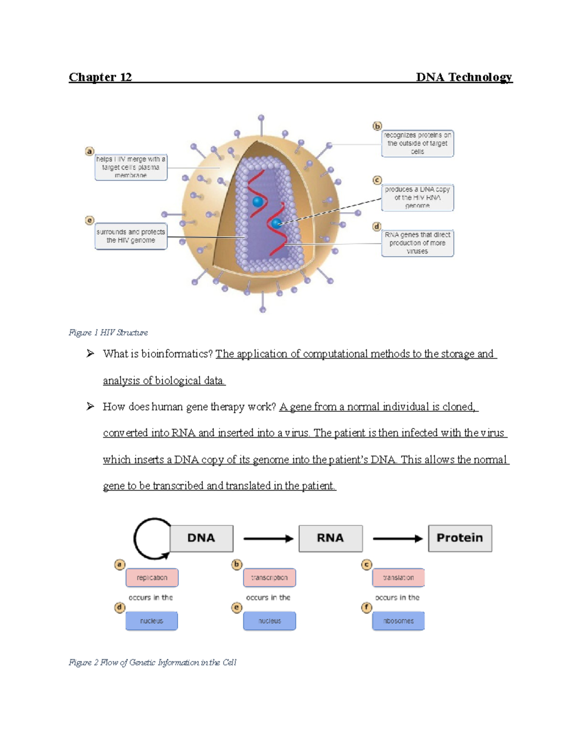 Chapter 12 DNA Technology Exam Review - Chapter 12 DNA Technology ...