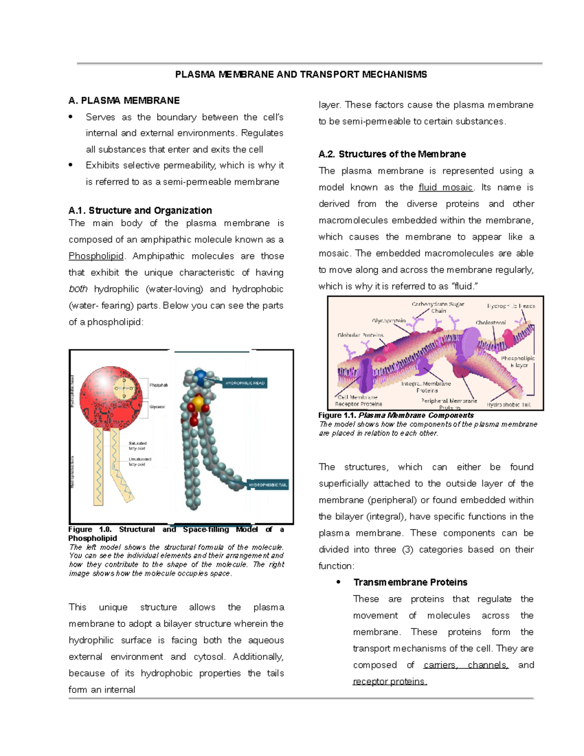 Plasma Membrane And Transport Mechanisms - PLASMA MEMBRANE AND TRANSPORT MECHANISMS A. PLASMA ...