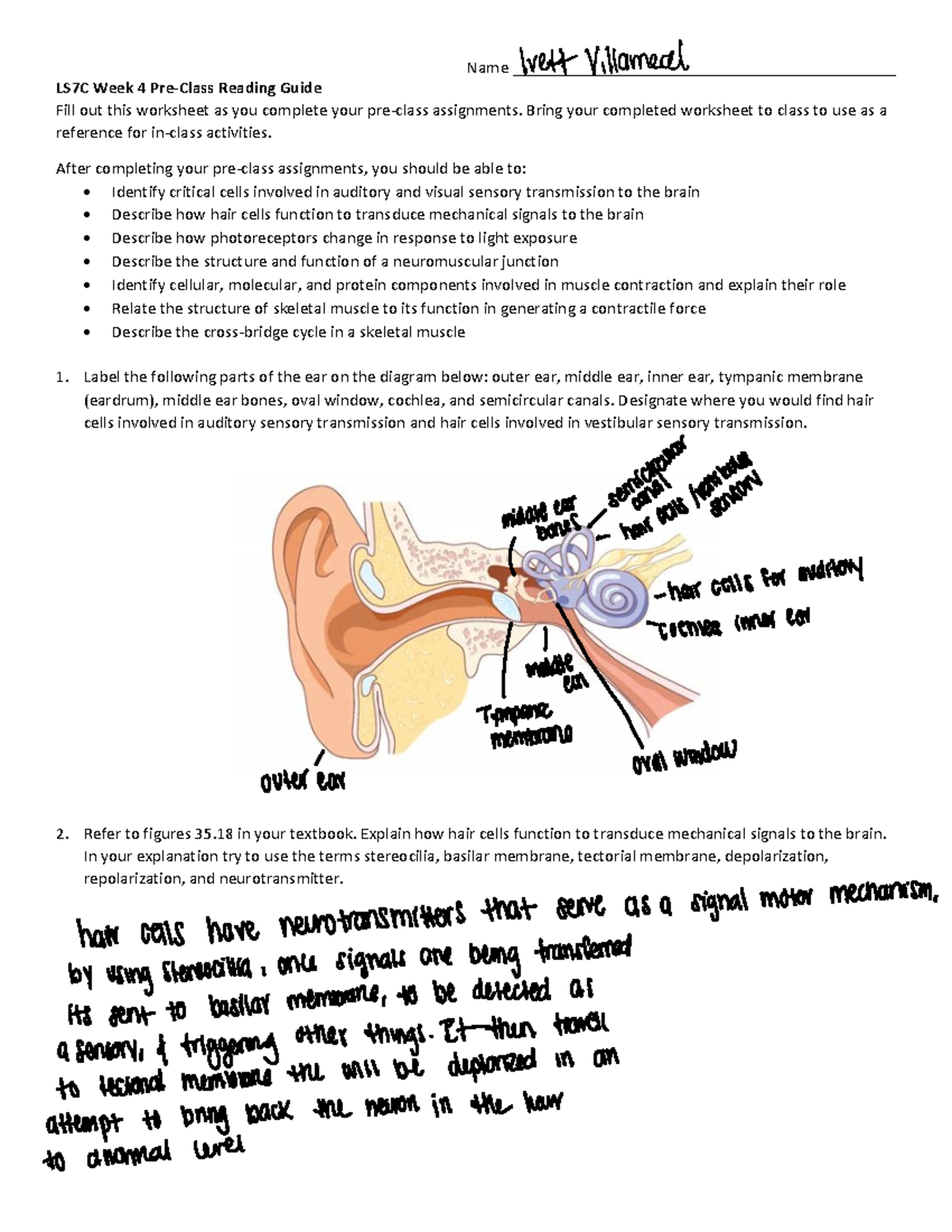 LS7C+Week+4+Pre-Class+Worksheet - Name ...