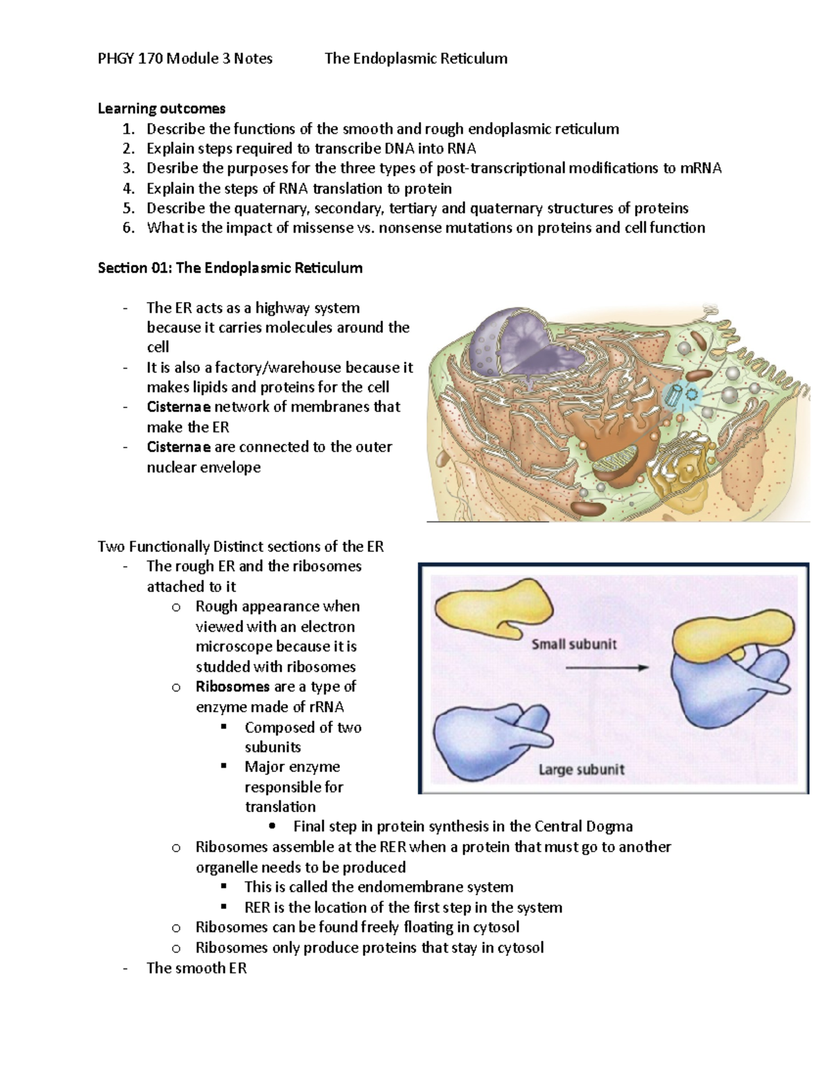 PHGY 170 Module 3 Notes Neuroanatomy - Learning outcomes 1. Describe ...