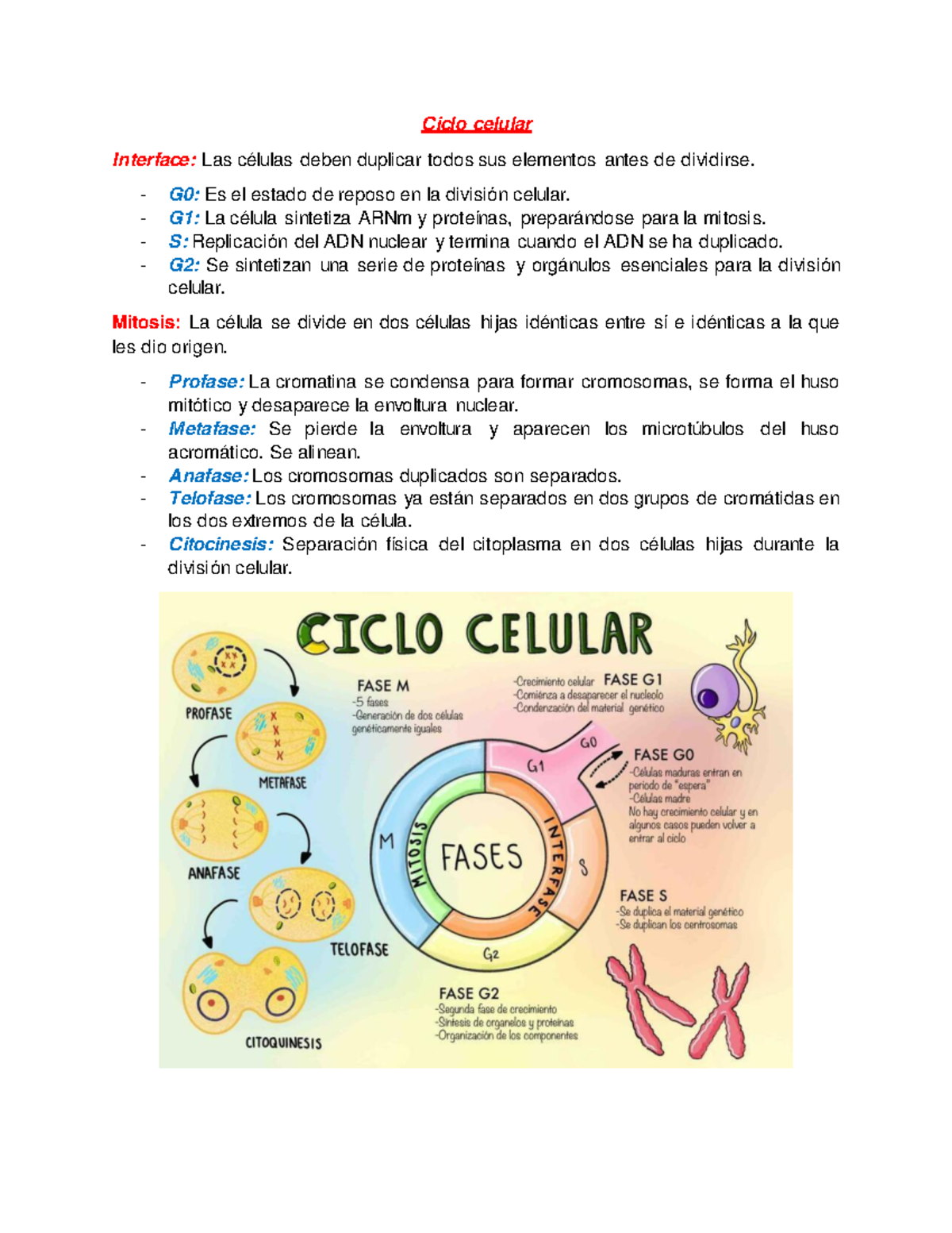 Resumen de estudio 3er parcial - Ciclo celular Interface: Las células ...