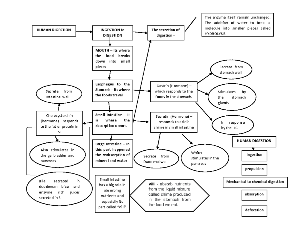 Human Digestion - HUMAN DIGESTION INGESTION to DIGESTION MOUTH – Its ...