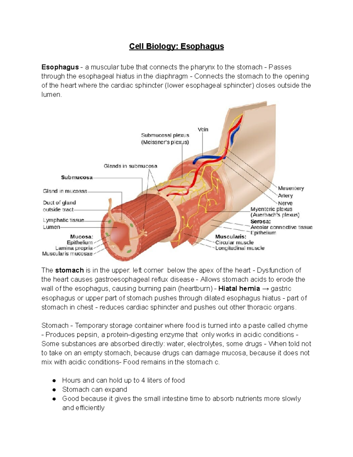Cell Biology Esophagus - Cell Biology: Esophagus Esophagus - a muscular ...