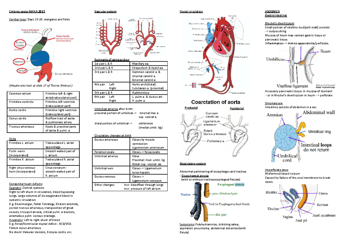 Embryology spots MANA1620 - Embryo spots MANA 2015 Cardiac loop: Days ...