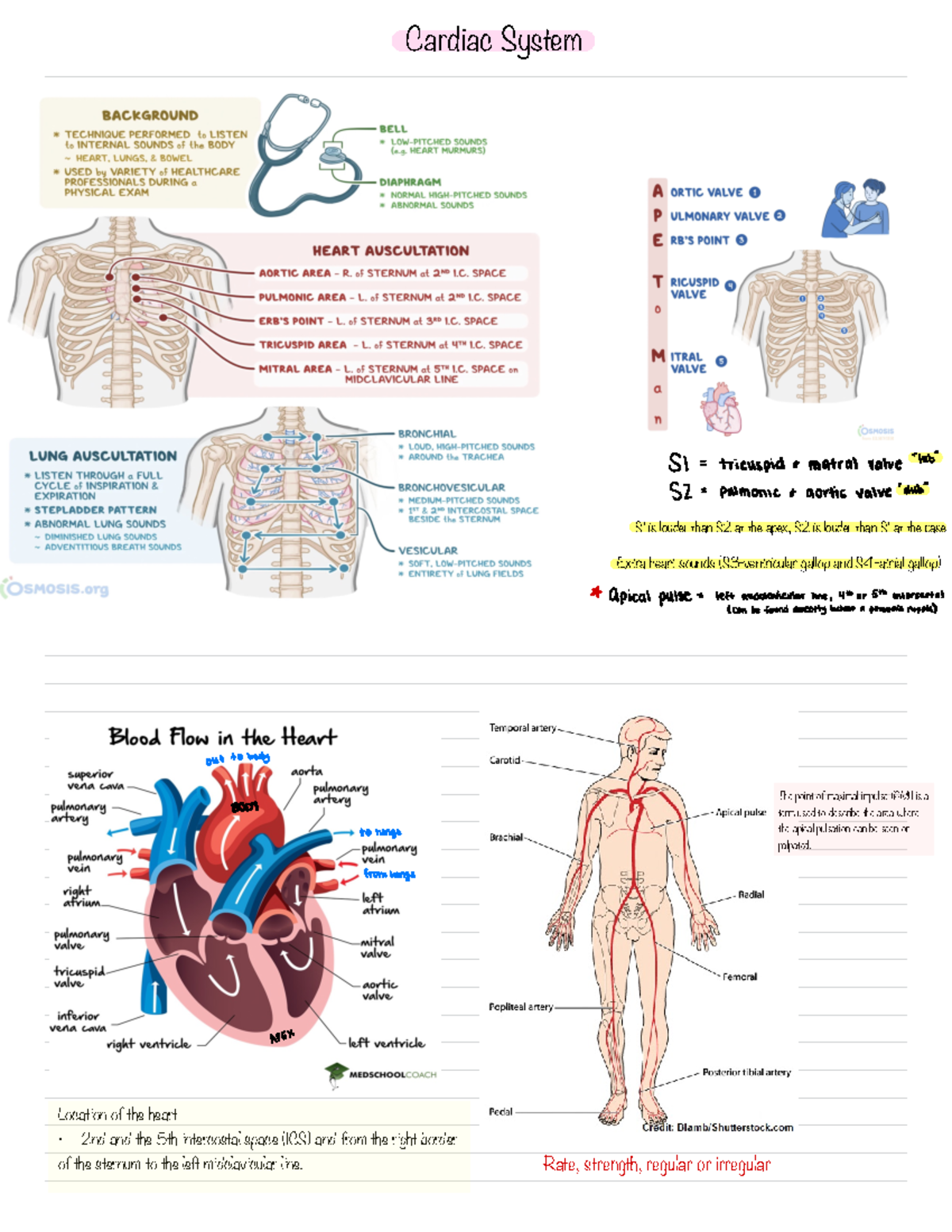 Chapter 17 Heart And Neck Vessels + Lab - Cardiac System Rate, strength ...