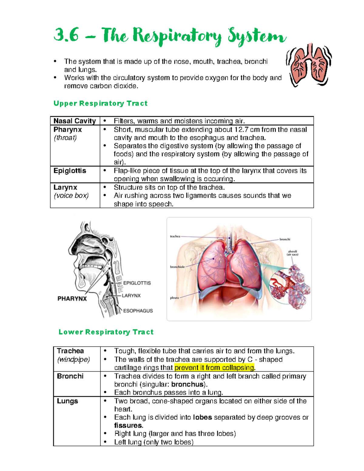 The Respiratory System - Works with the circulatory system to provide ...