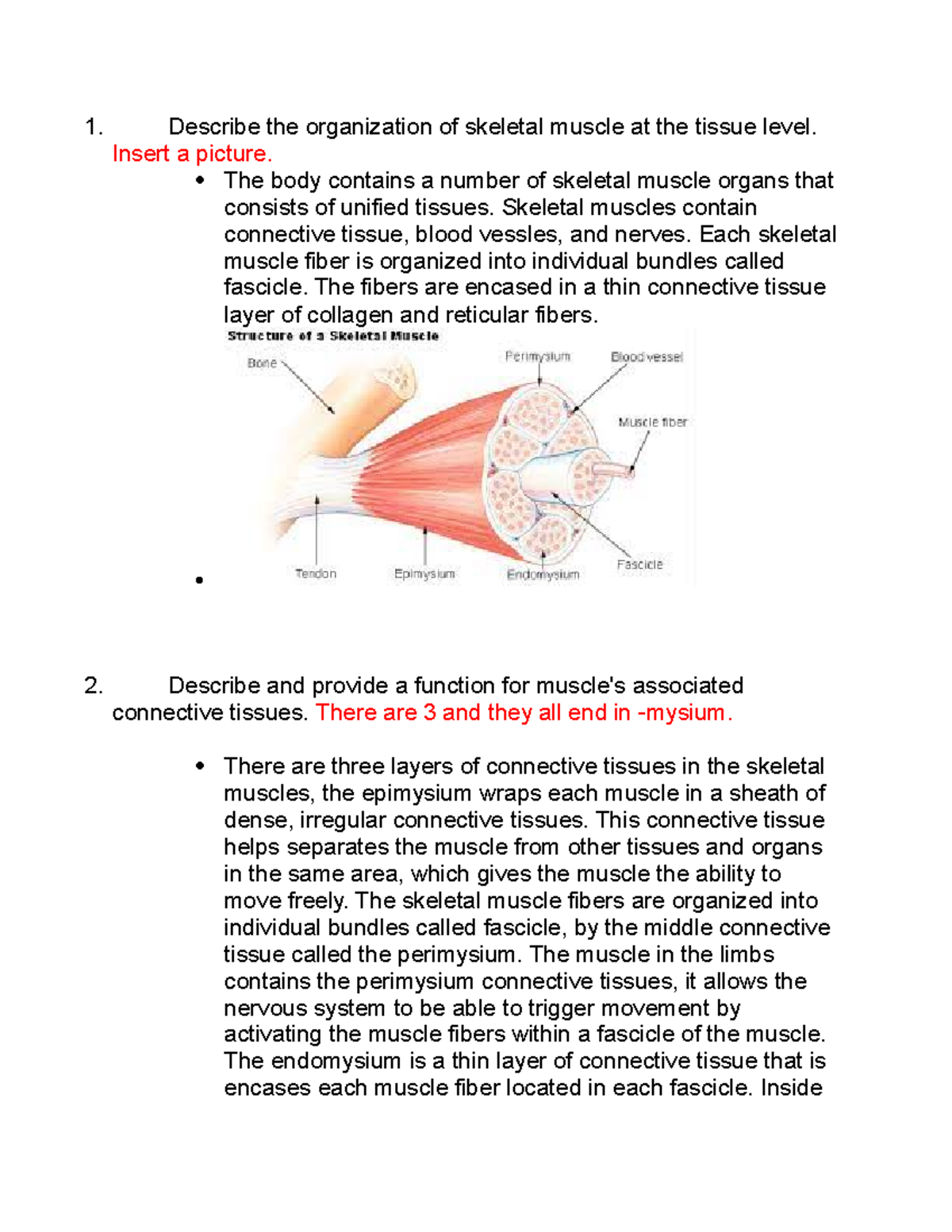 Unit 3 Muscle tissue assignment - Describe the organization of skeletal ...