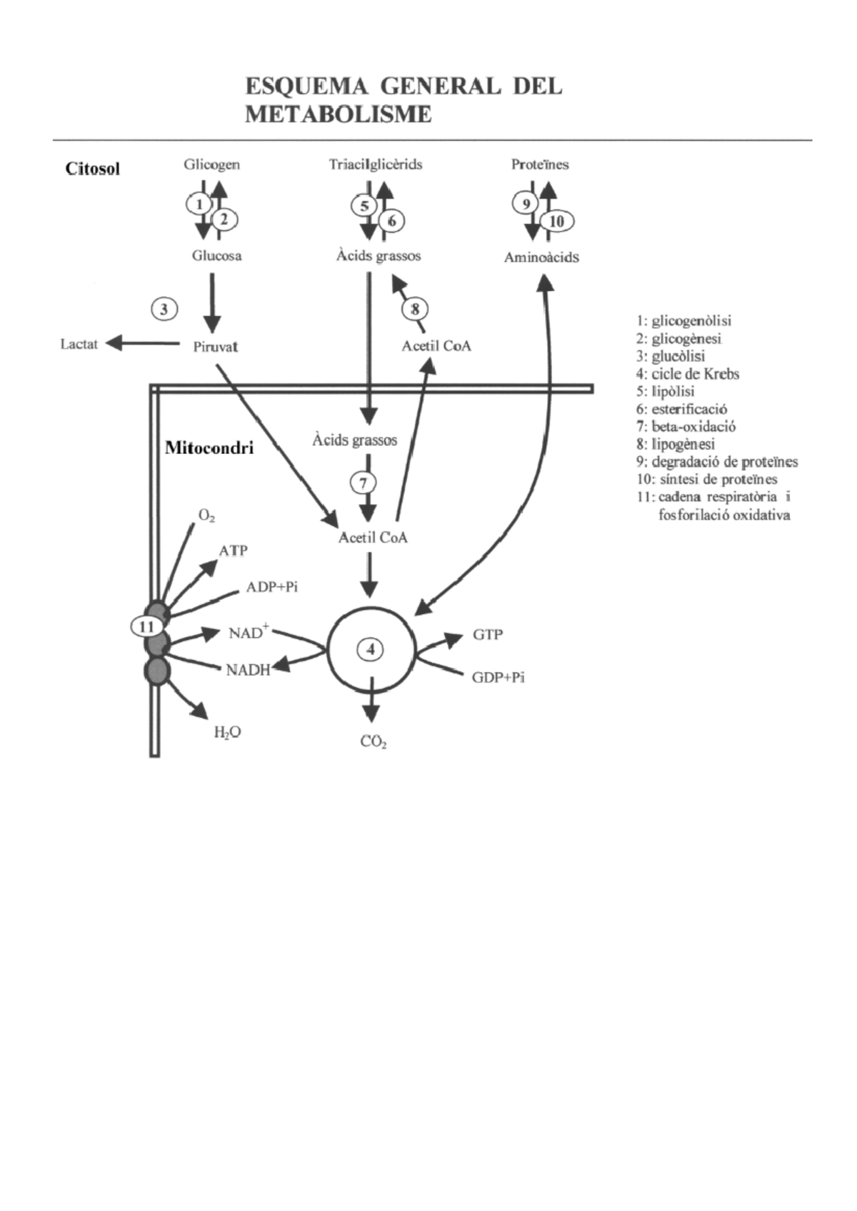 Esquema general del metabolisme (PAU Biologia UB) - Biología - Studocu