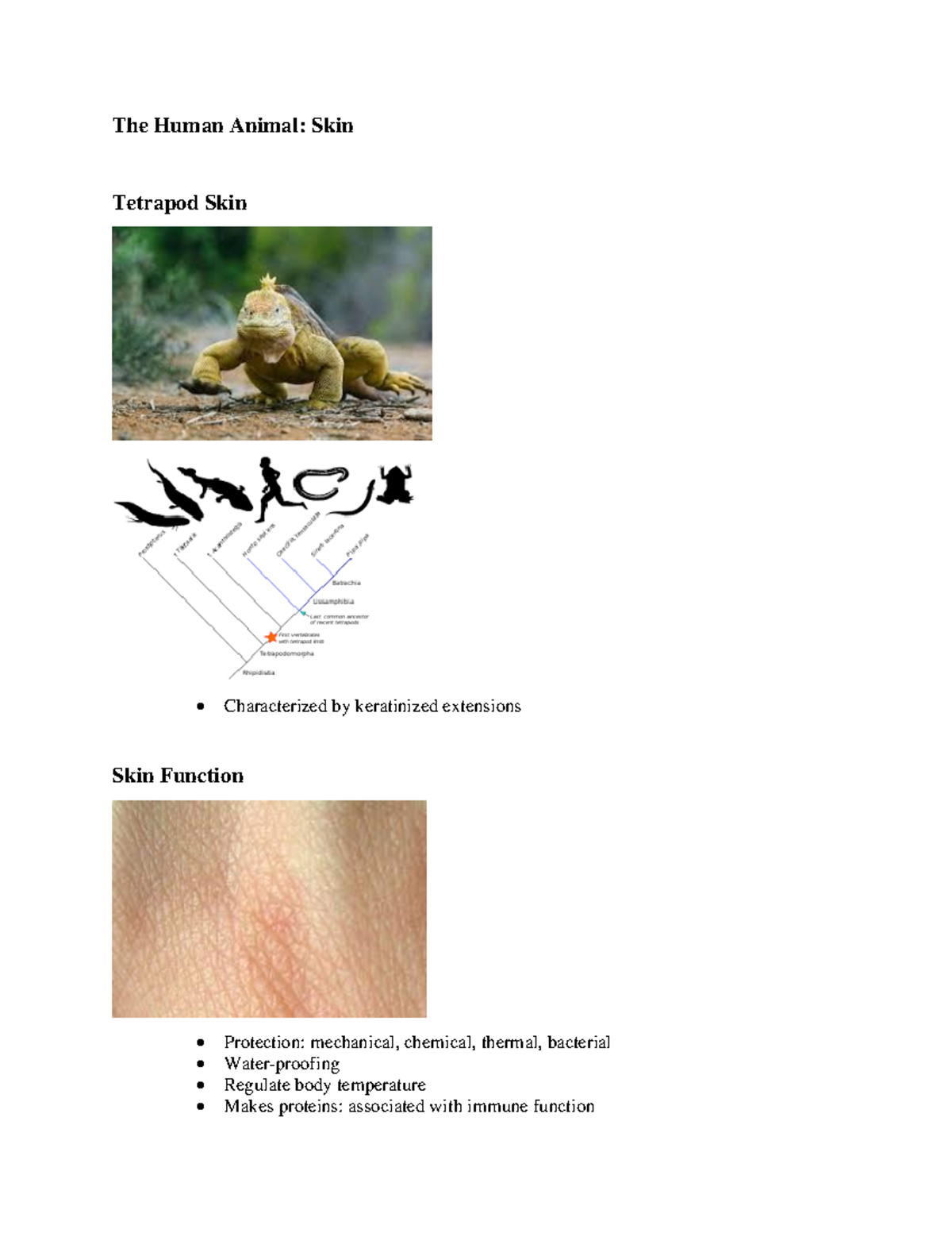 BIO1300: Skin Pt.1 - The Human Animal: Skin Tetrapod Skin ...