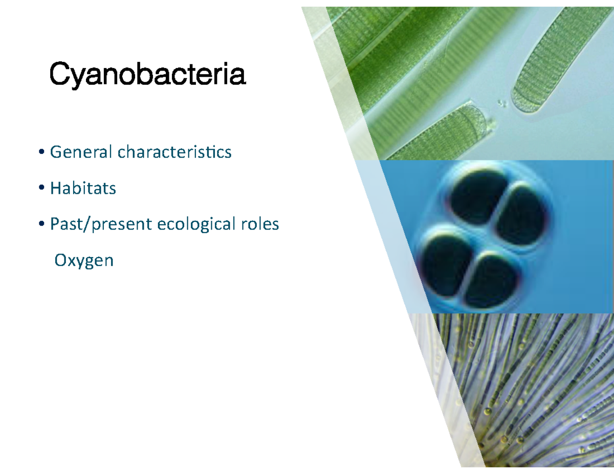 Lecture 4 2020 - 1 Cyanobacteria General characteris-cs Habitats Past ...