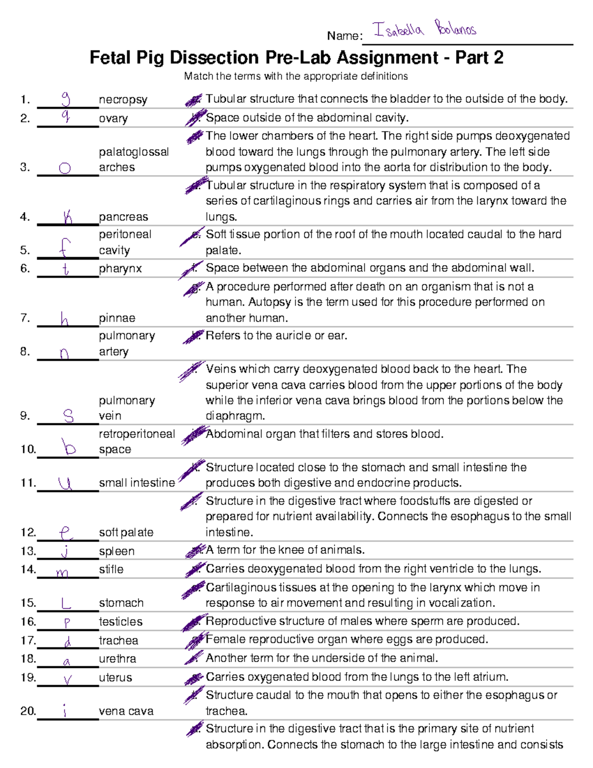 Fetal Pig Dissection Pre-Lab pt 2 Finished - Name: Fetal Pig Dissection ...