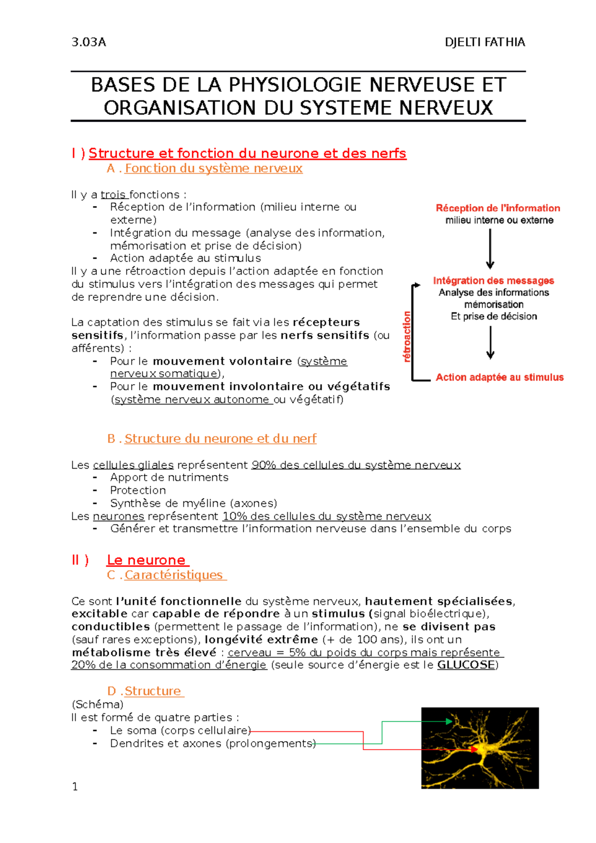 Bases de la physiologie nerveuse et organisation du système nerveux - BASES DE LA PHYSIOLOGIE ...