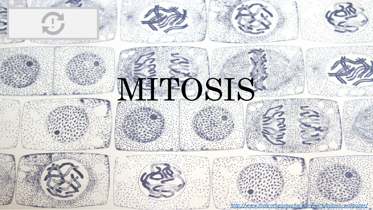 Mitosis ENG - Slides compiled by M Vermeulen 2020 thebrothersmueller/work/mitosis-wallpaper ...