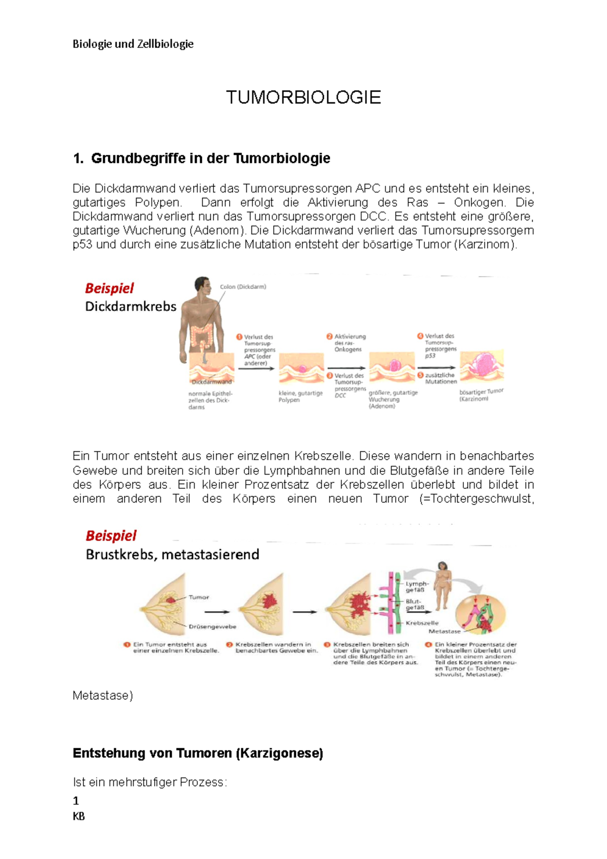 3. Tumorbiologie - eigene Zusammenfassung - TUMORBIOLOGIE 1 ...