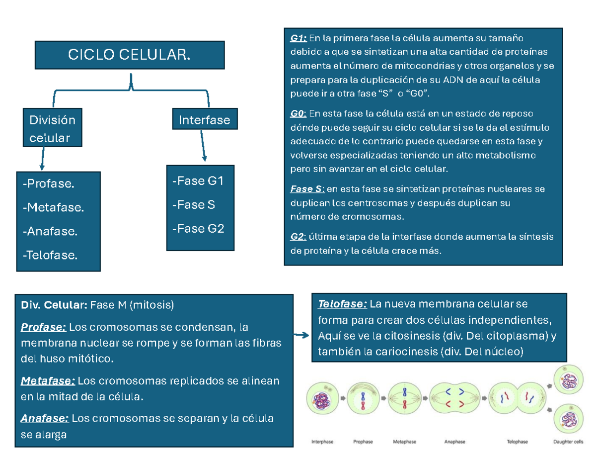 Mapa ciclo celular - CICLO CELULAR. División Interfase celular - Fase G ...