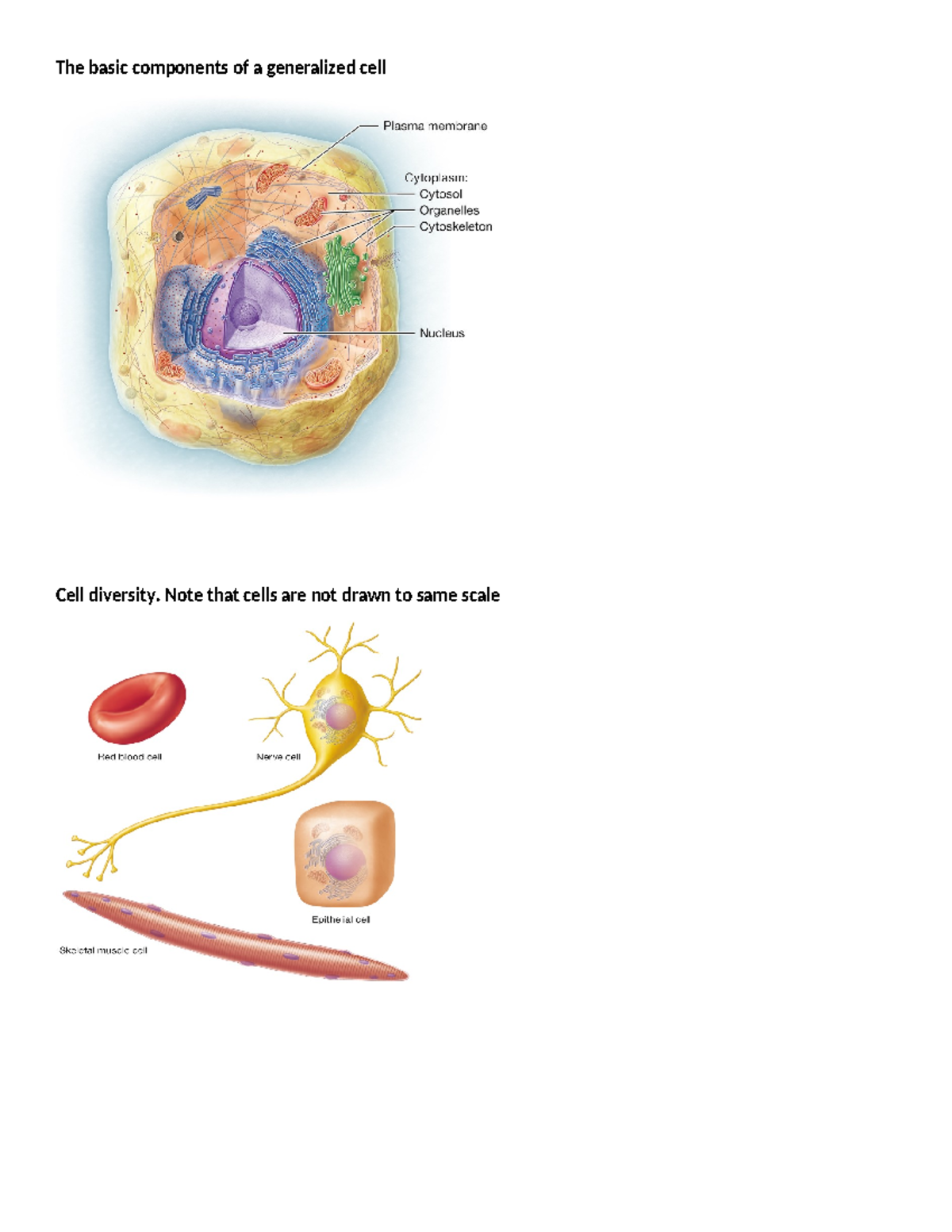 AP CH 3 - practice - The basic components of a generalized cell Cell ...